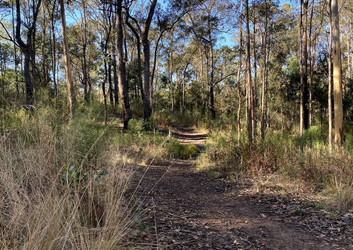 Eugenia and Powerful Owl Tracks - Hika Trail