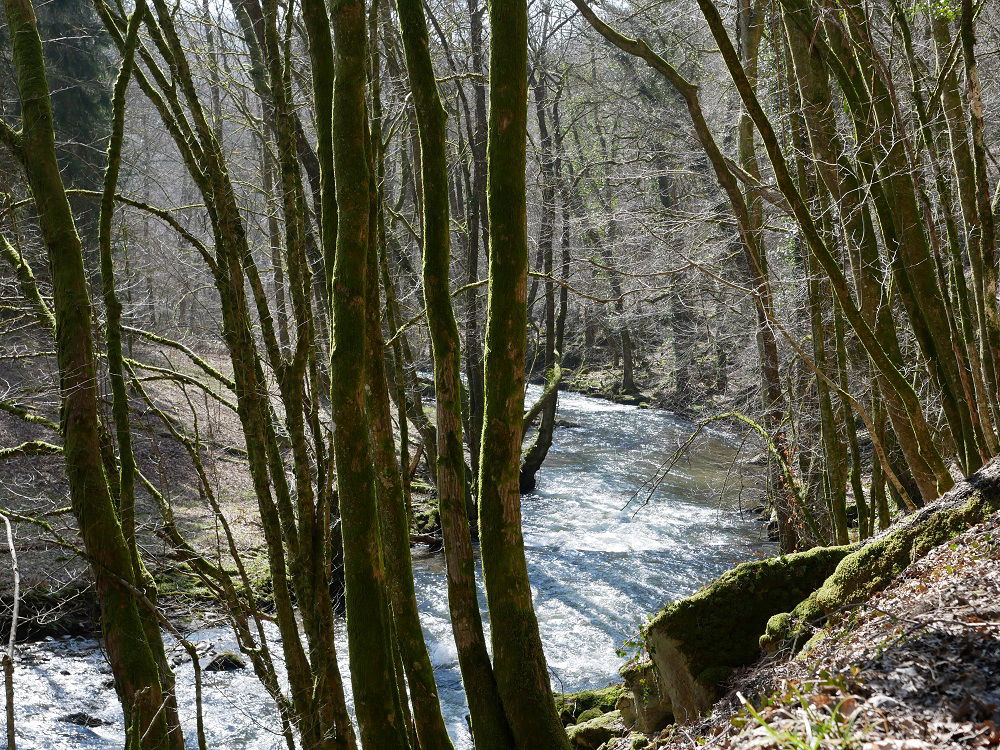 Le long de la Lesse - Randonnée Hika