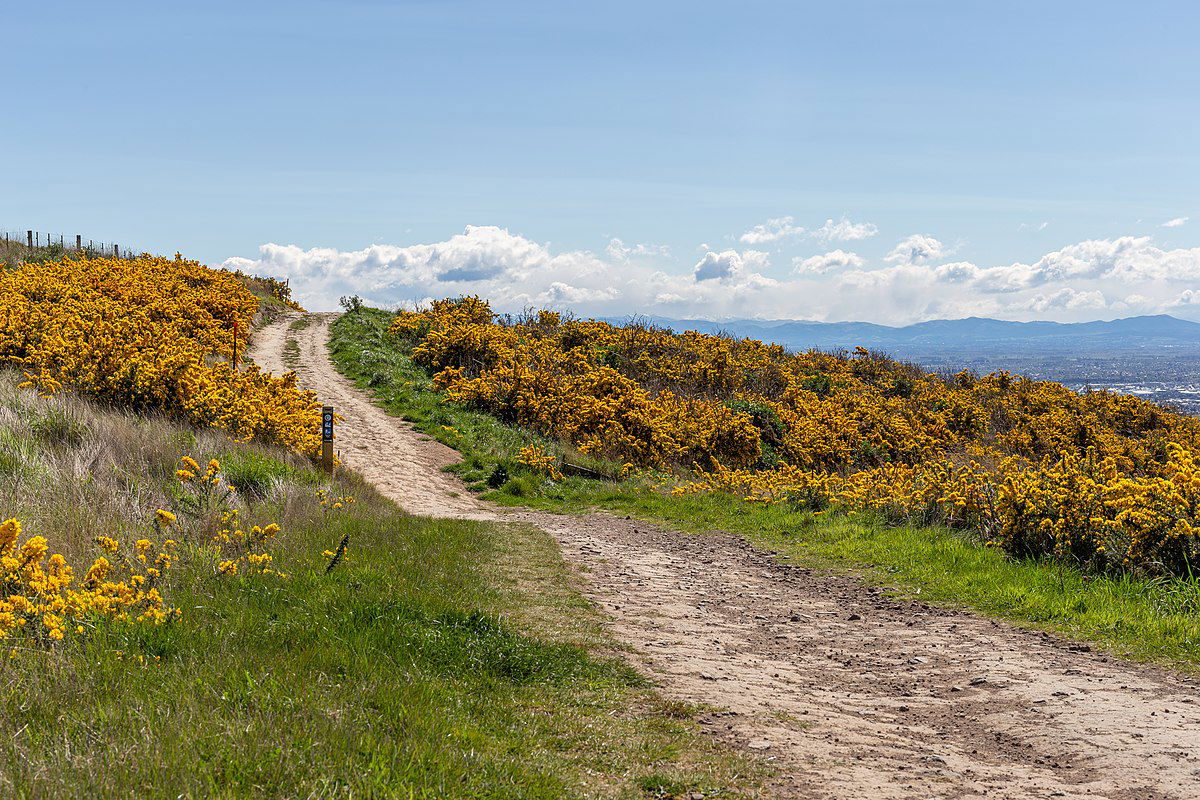 Kennedys Bush Track - Hika Trail